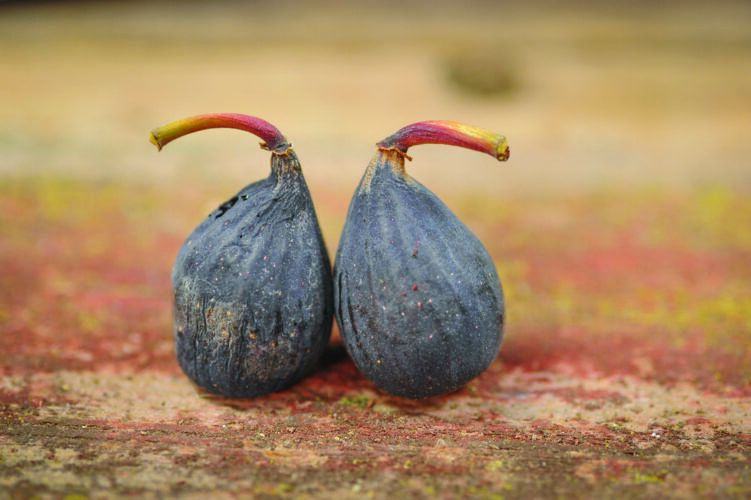 Fantastic Figs - Grit